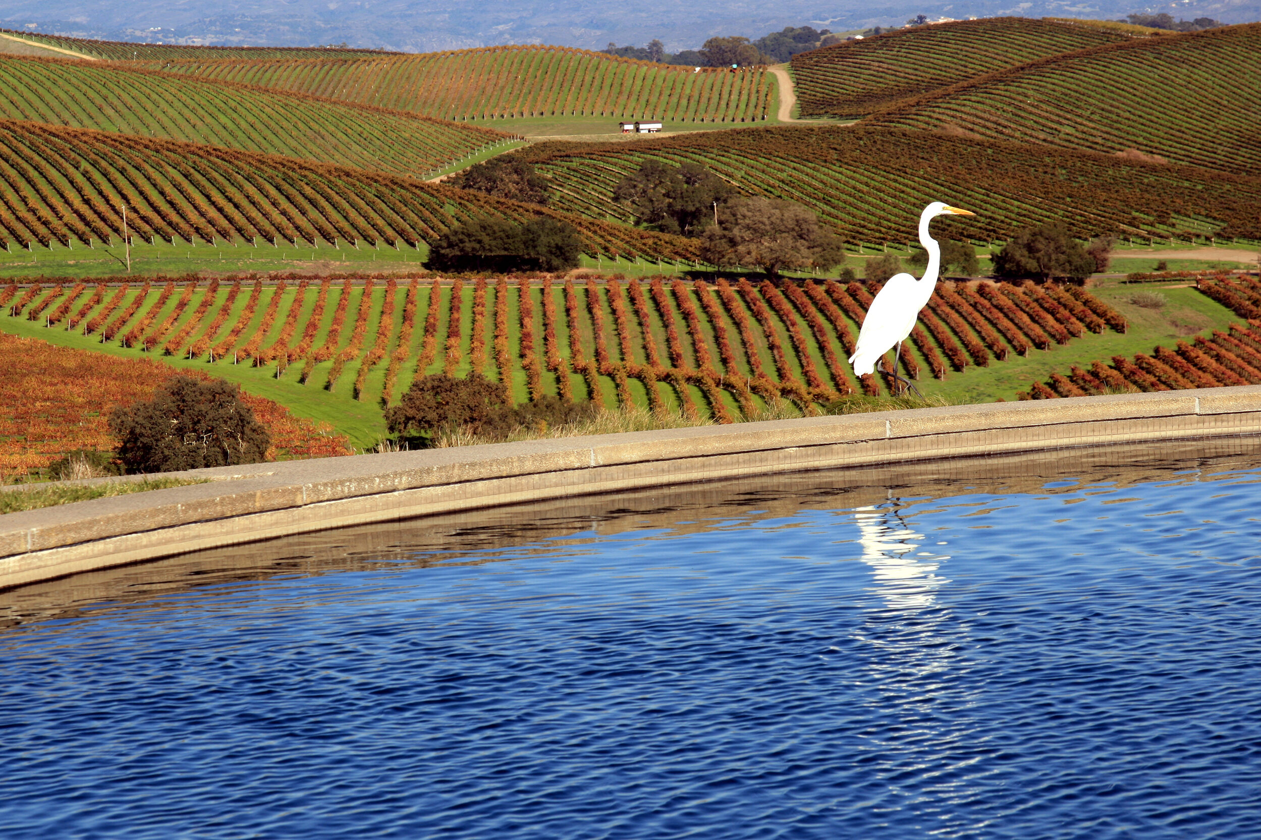 El valle de Napa en Estados Unidos, el destino vinícola perfecto ...