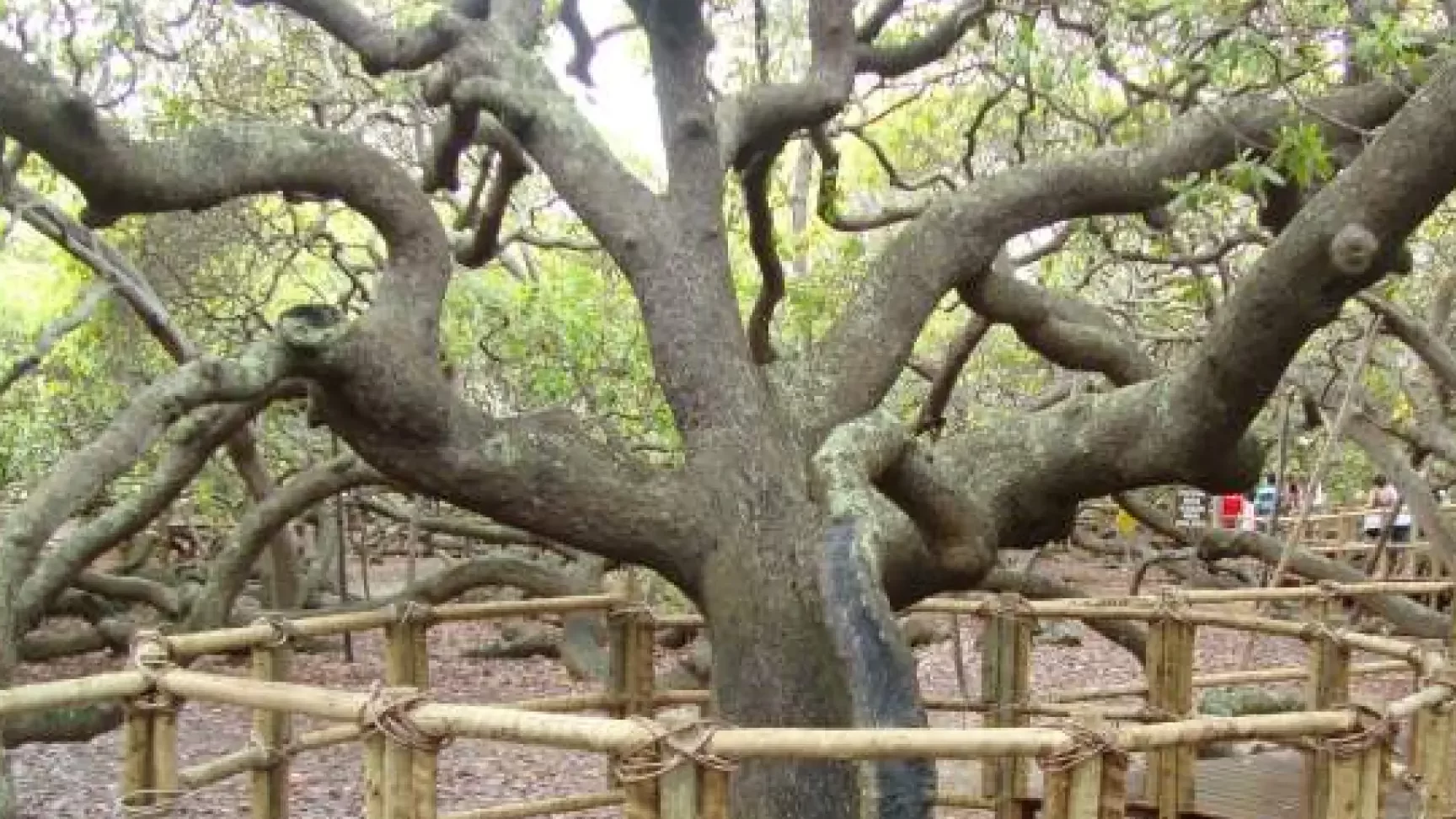 El árbol de anacardo más grande del mundo: una maravilla natural ...