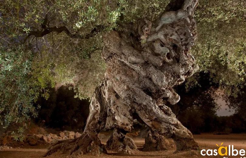 El olivo más antiguo del mundo: un tesoro milenario - GudMornin